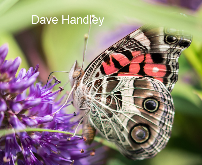 Conversation with Dave Handley | Chicagoland Pilgrimage